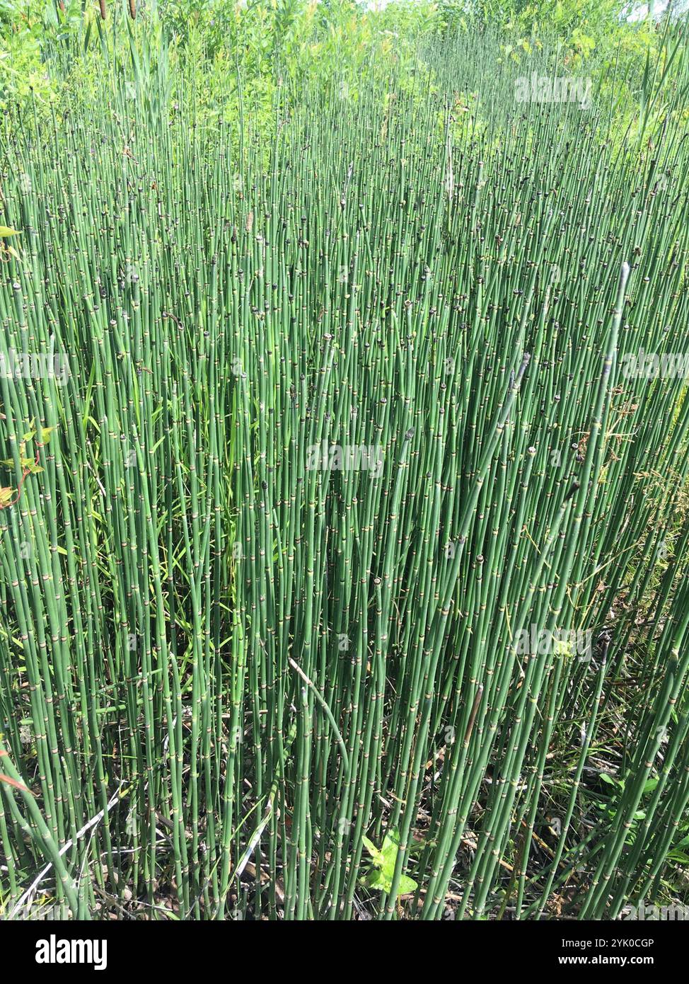 rough horsetail (Equisetum hyemale Stock Photo - Alamy