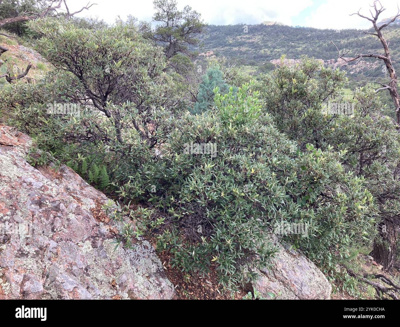 silverleaf oak (Quercus hypoleucoides Stock Photo - Alamy