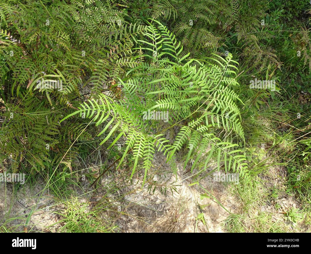 common bracken (Pteridium aquilinum Stock Photo - Alamy