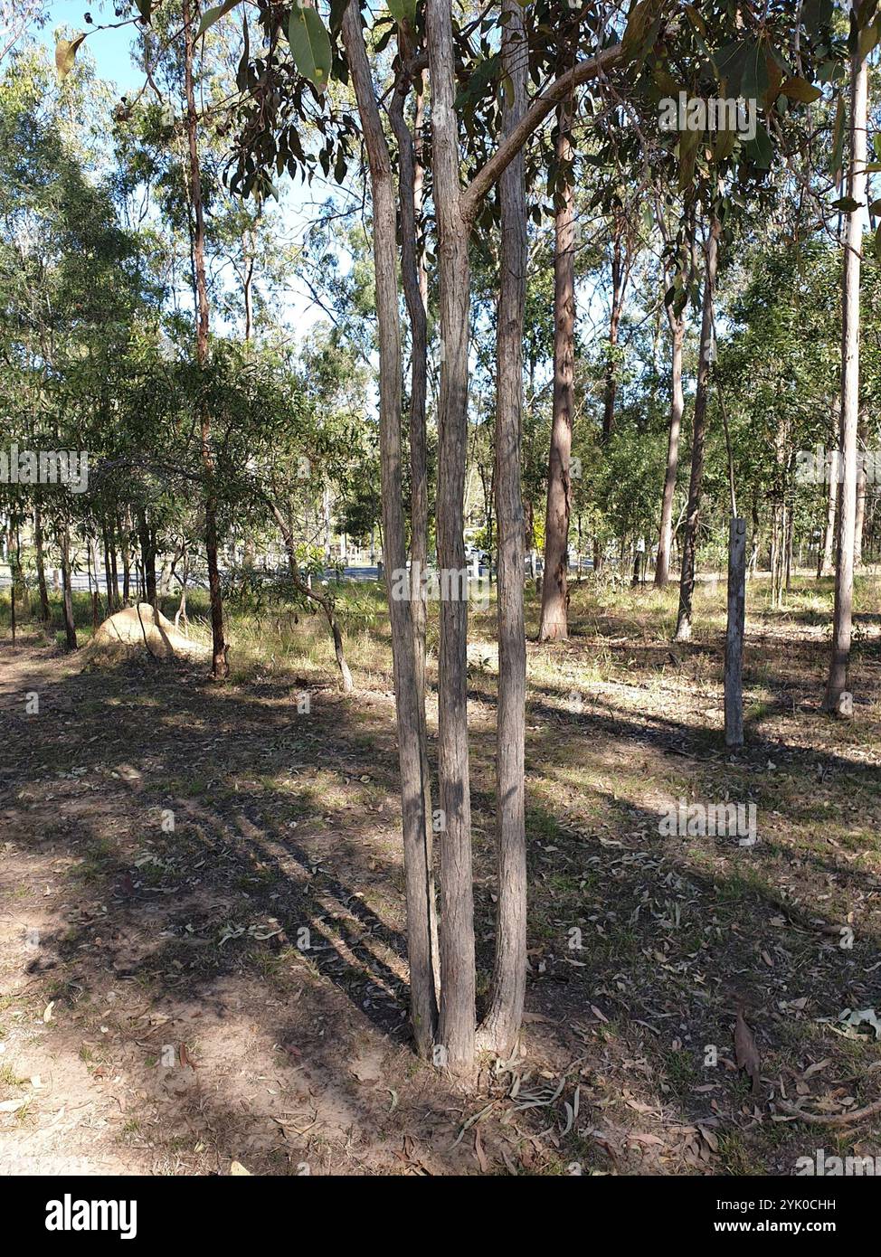 swamp box (Lophostemon suaveolens Stock Photo - Alamy