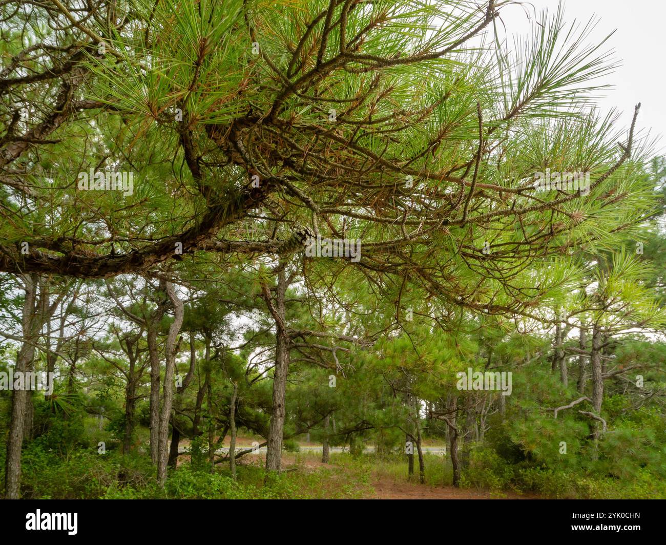 pitch pine (Pinus rigida Stock Photo - Alamy