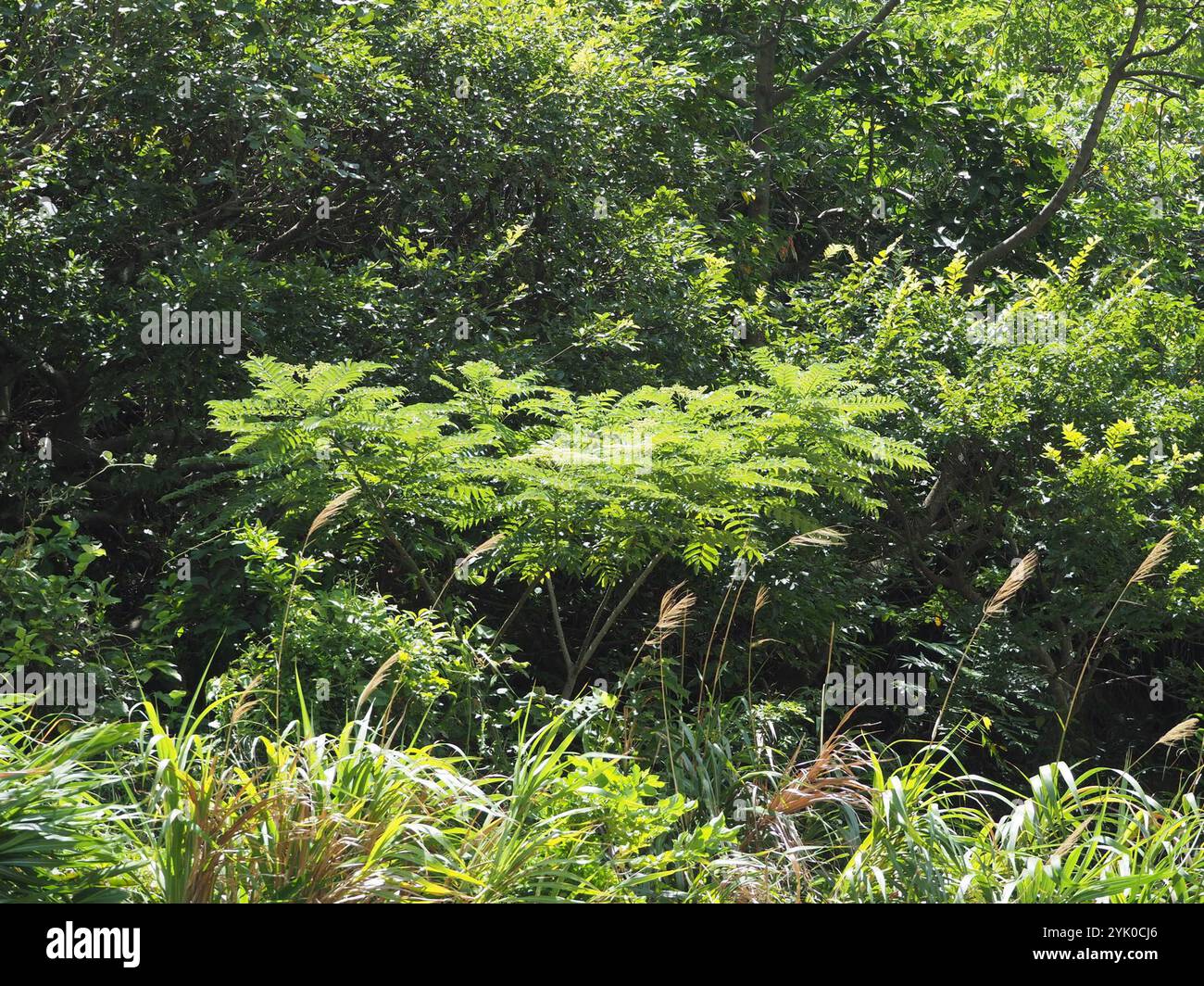 Japanese Prickly Ash (Zanthoxylum ailanthoides Stock Photo - Alamy