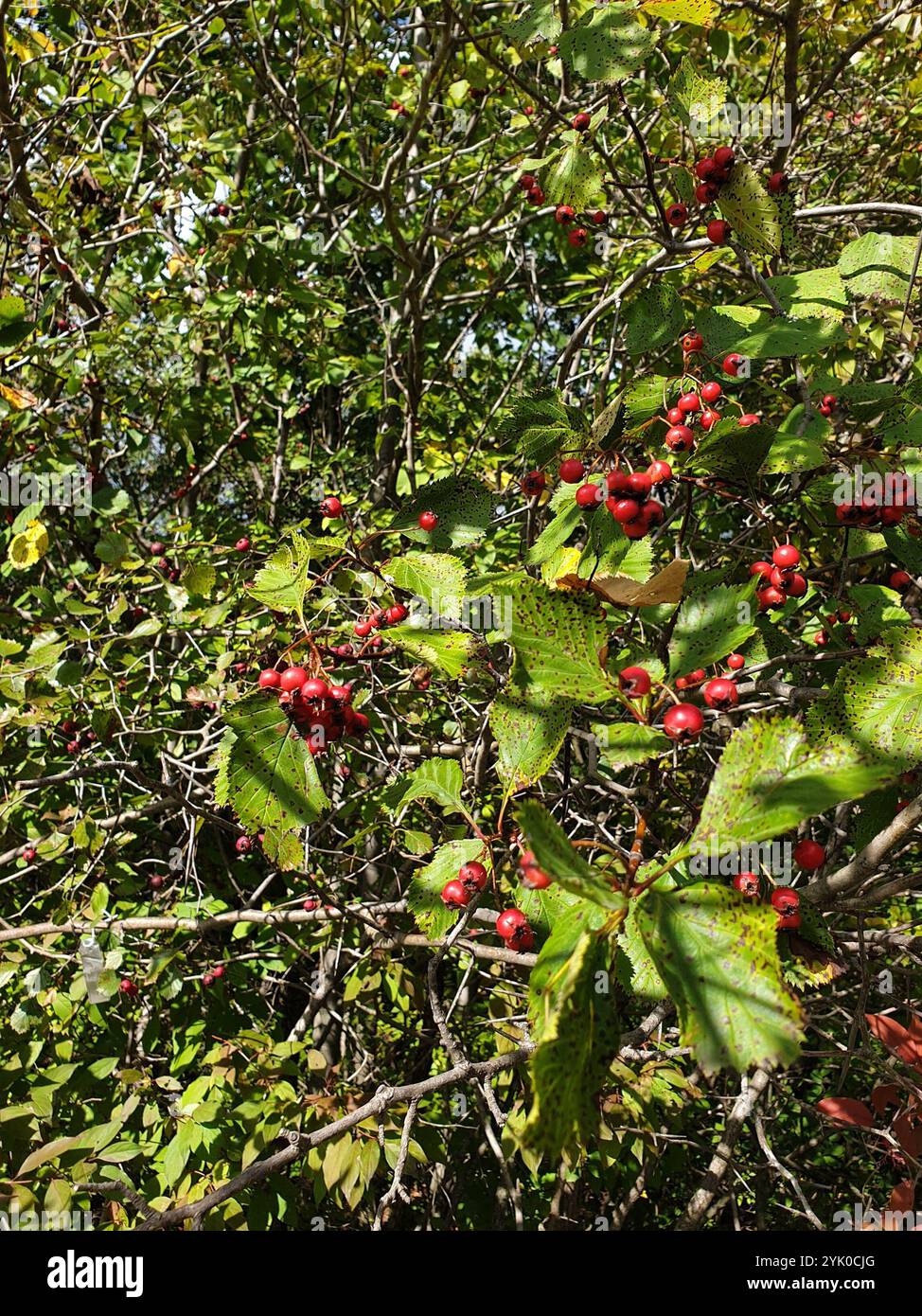 Large-thorn hawthorn (Crataegus macracantha Stock Photo - Alamy