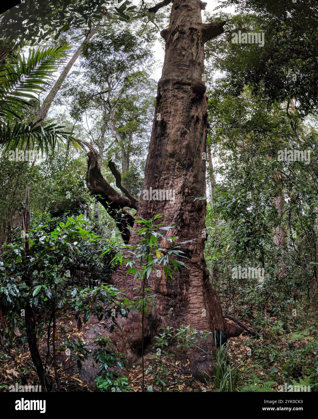 Tallowwood (Eucalyptus microcorys Stock Photo - Alamy