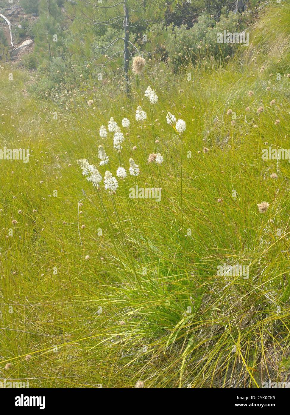 western false asphodel (Triantha occidentalis Stock Photo - Alamy