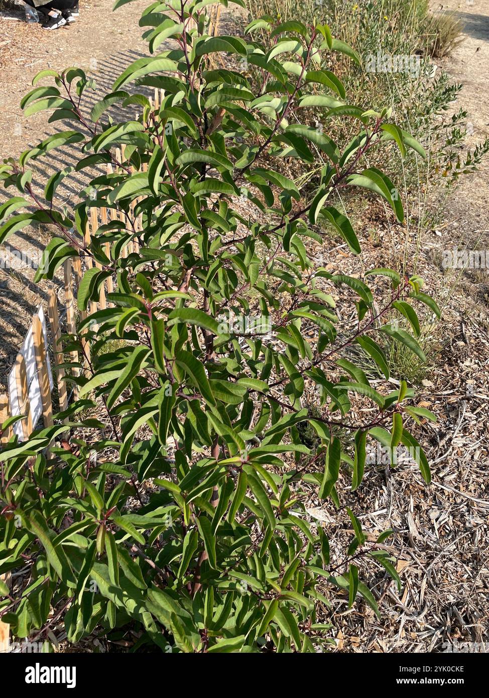 laurel sumac (Malosma laurina Stock Photo - Alamy