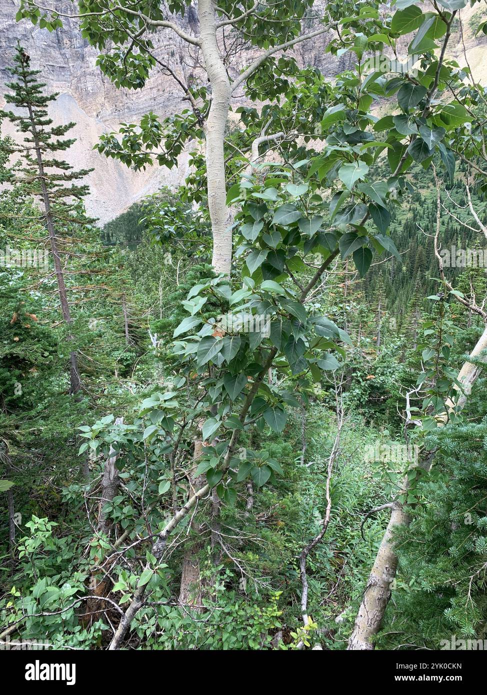 balsam poplar (Populus balsamifera Stock Photo - Alamy