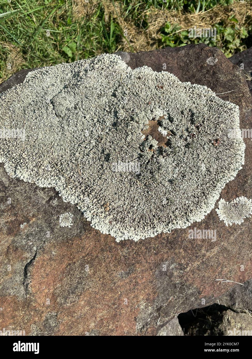 rock shield lichens (Xanthoparmelia Stock Photo - Alamy