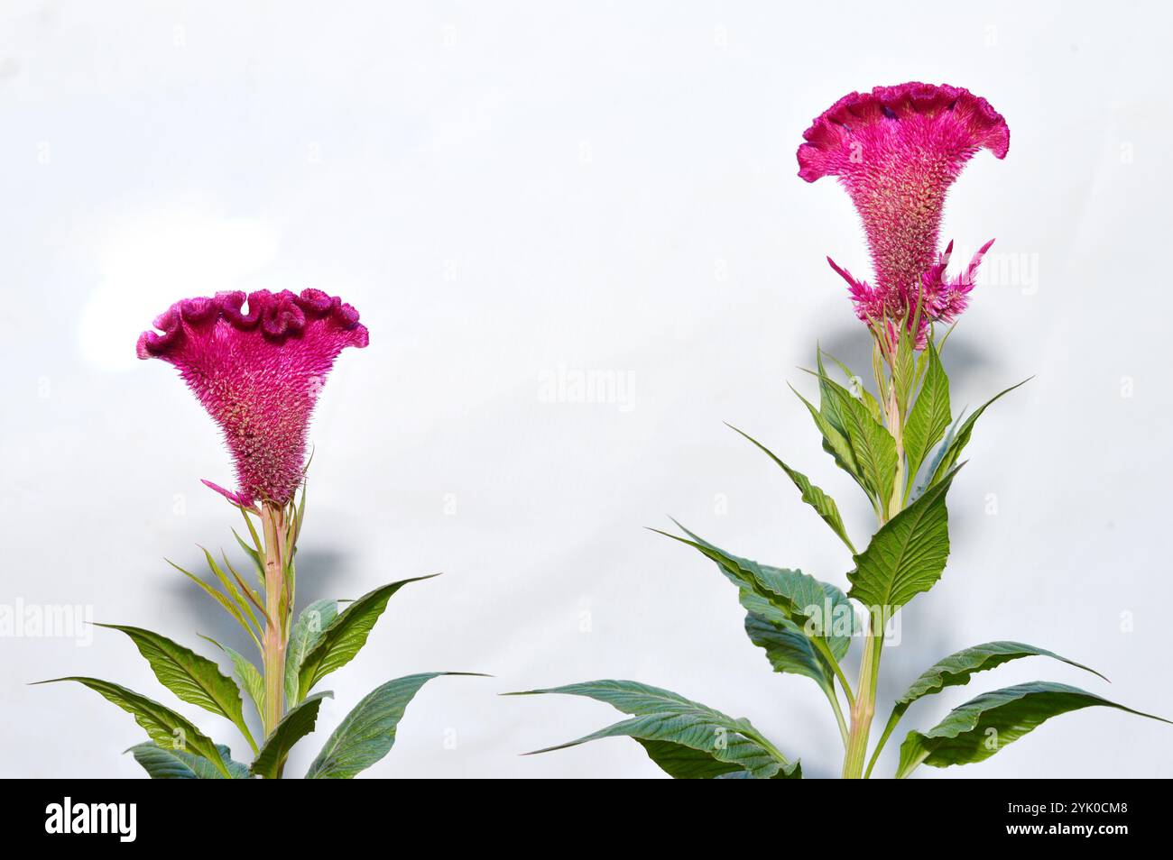 Celosia red velvet flower hi-res stock photography and images - Alamy