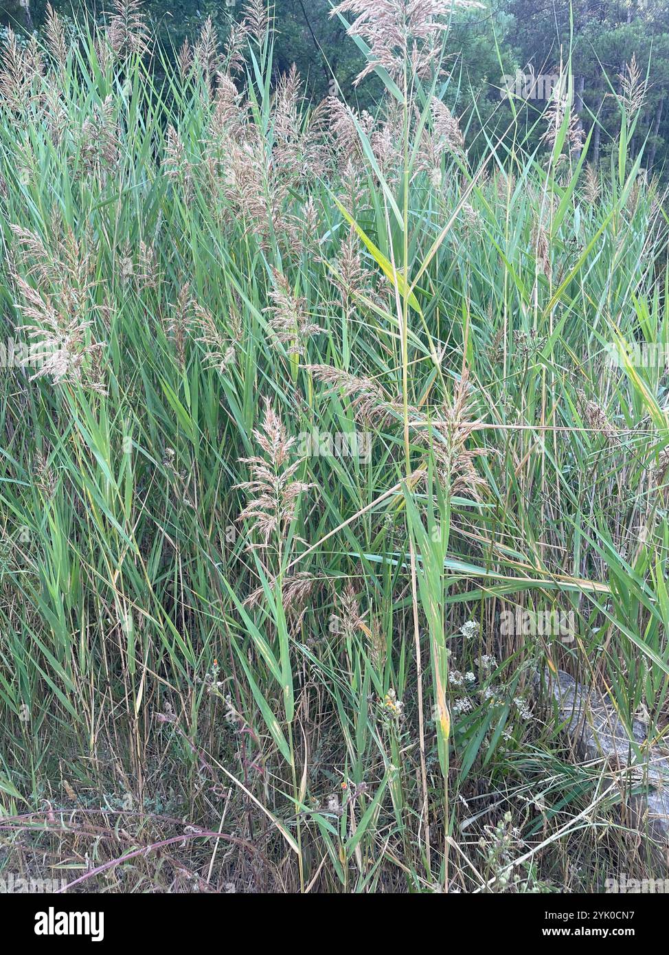 common reed (Phragmites australis Stock Photo - Alamy