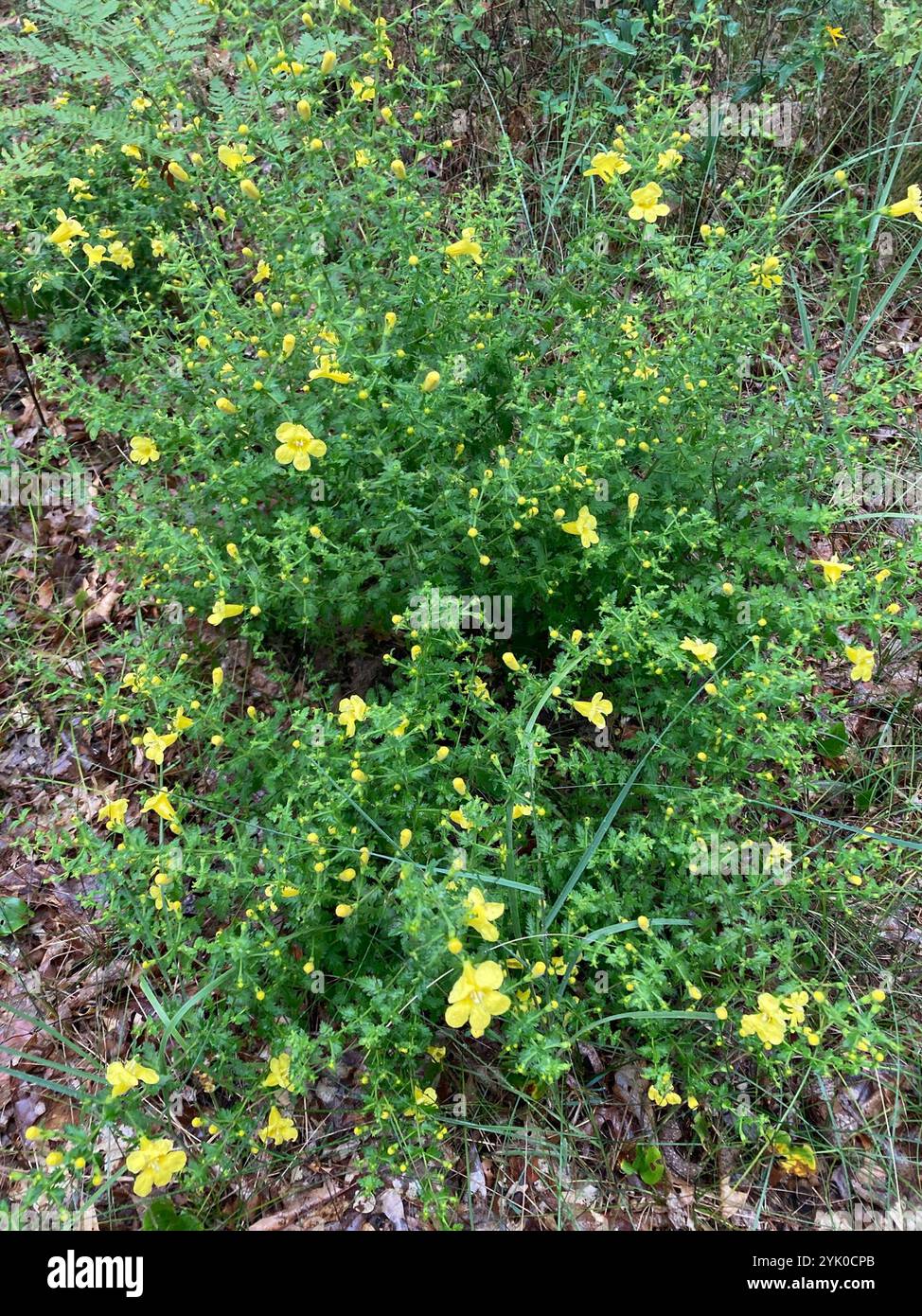 fern-leaved false foxglove (Aureolaria pedicularia Stock Photo - Alamy
