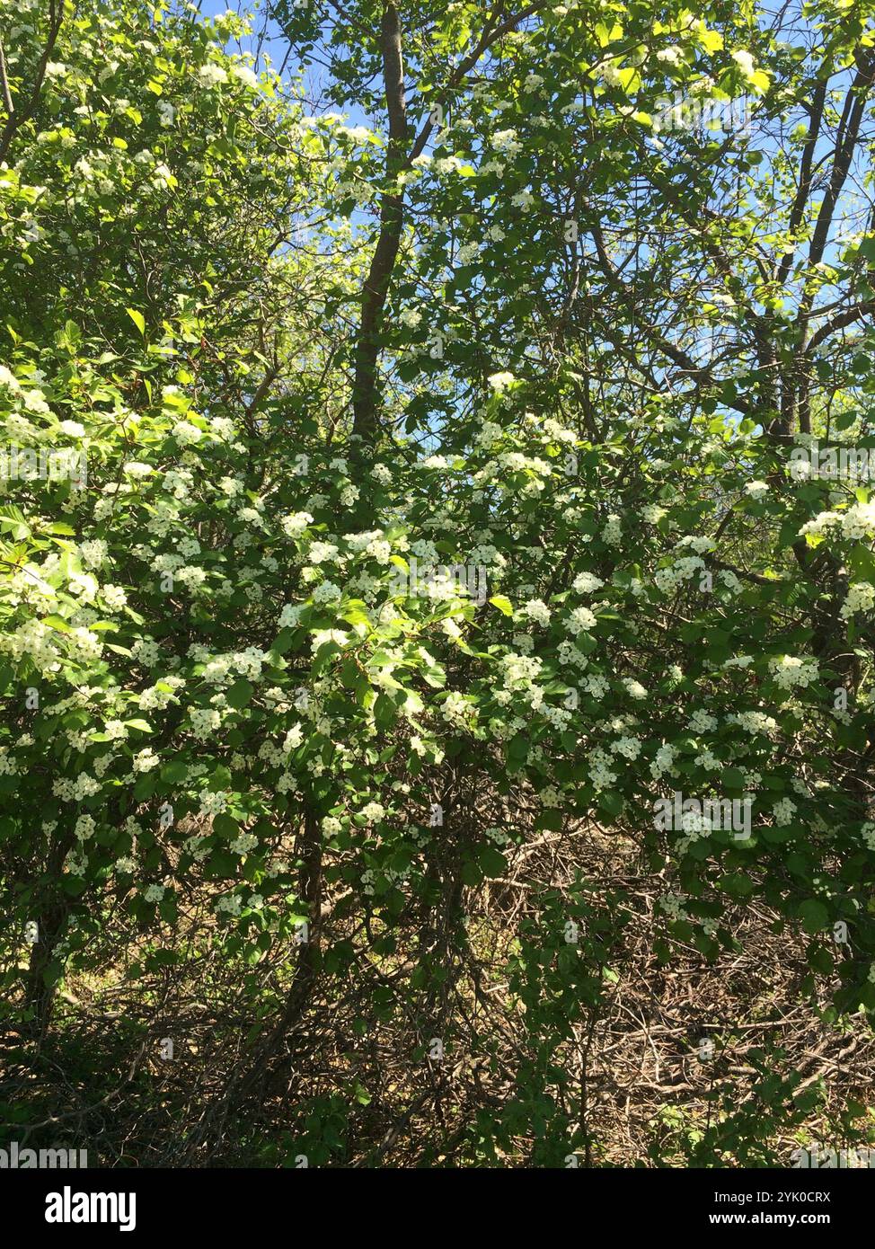 Glabrous-fruit Fireberry Hawthorn (Crataegus chrysocarpa phoeniceoides ...