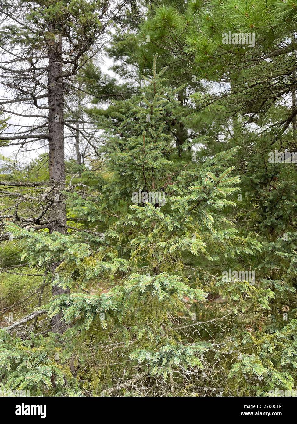 white spruce (Picea glauca Stock Photo - Alamy