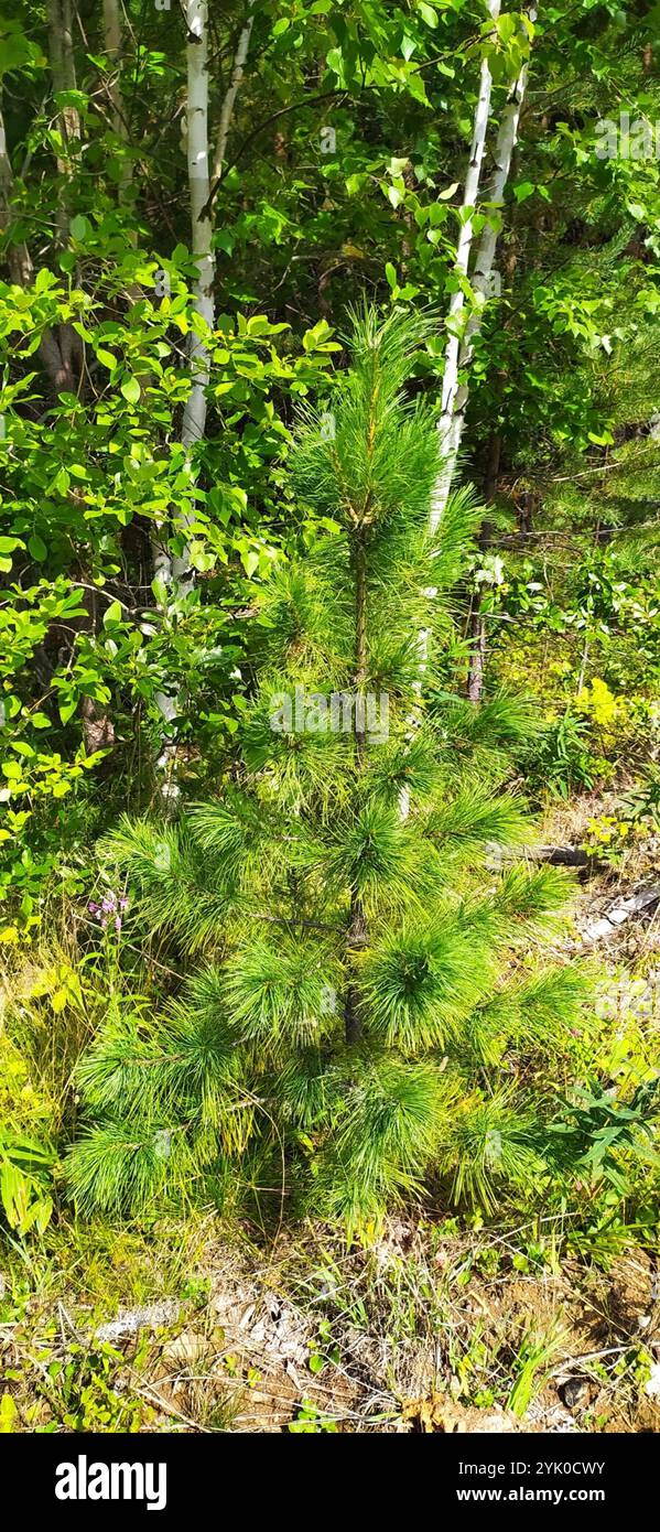 Siberian pine (Pinus sibirica Stock Photo - Alamy