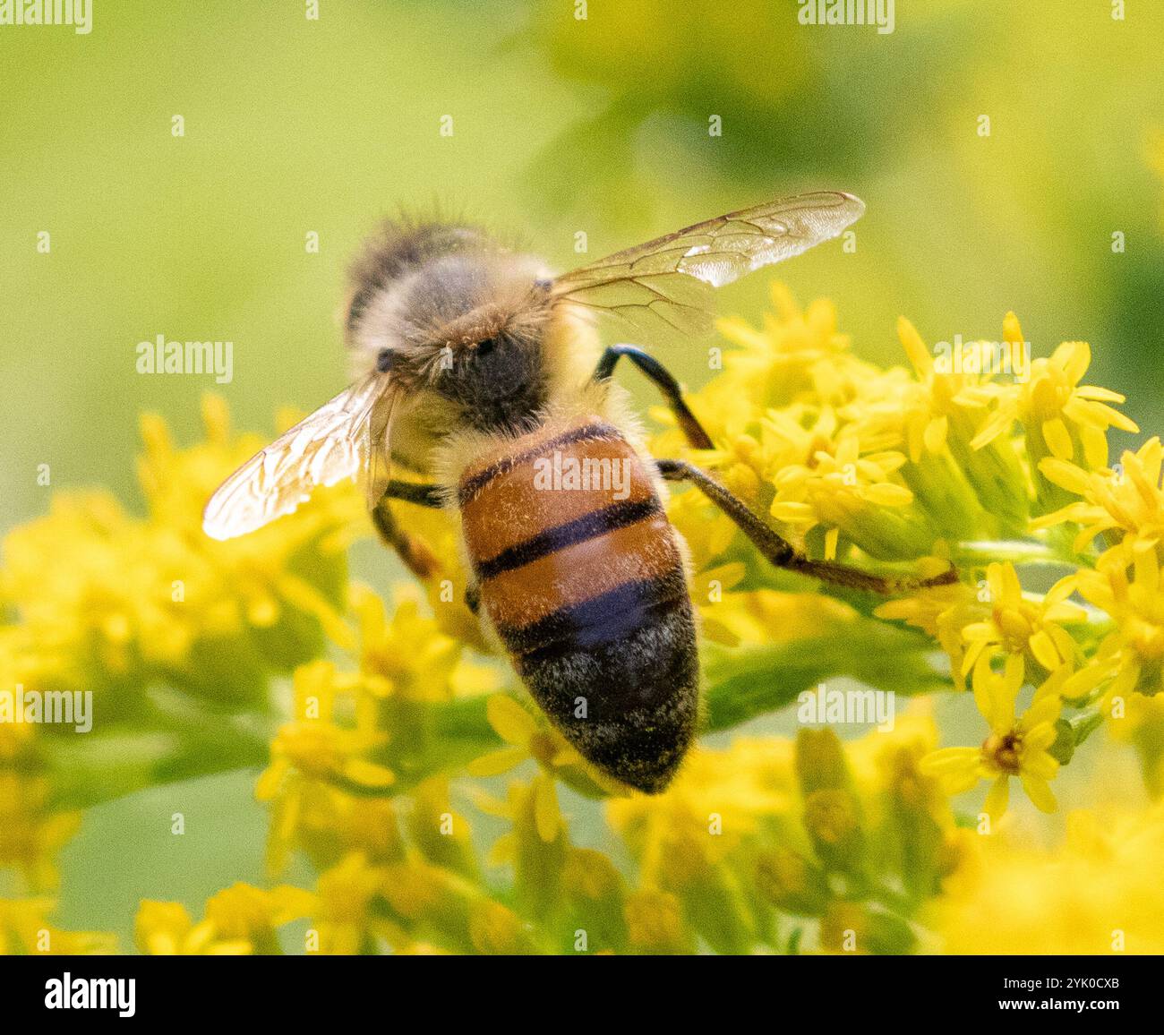 Western Honey Bee (Apis mellifera Stock Photo - Alamy
