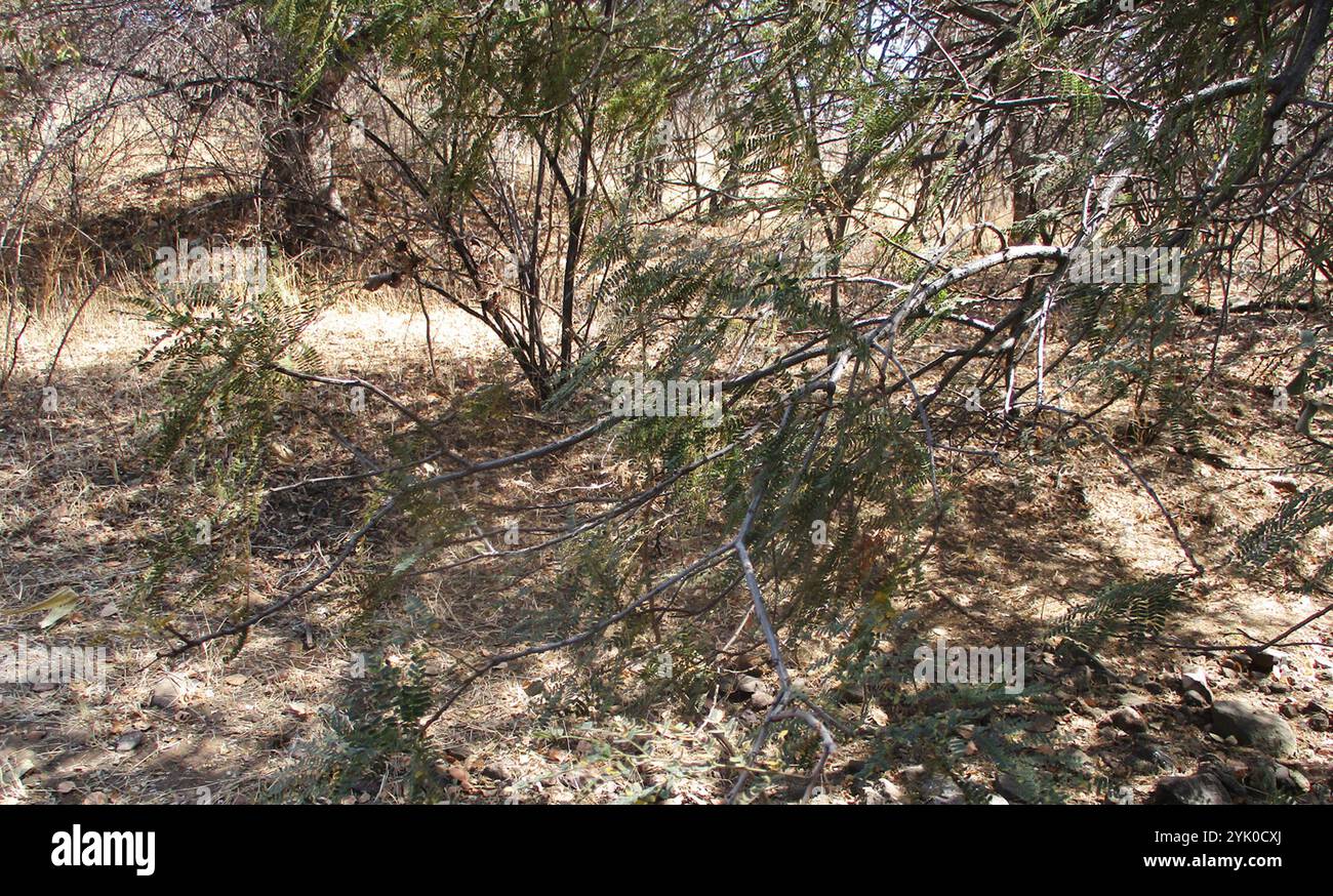 Weeping wattle (Peltophorum africanum Stock Photo - Alamy