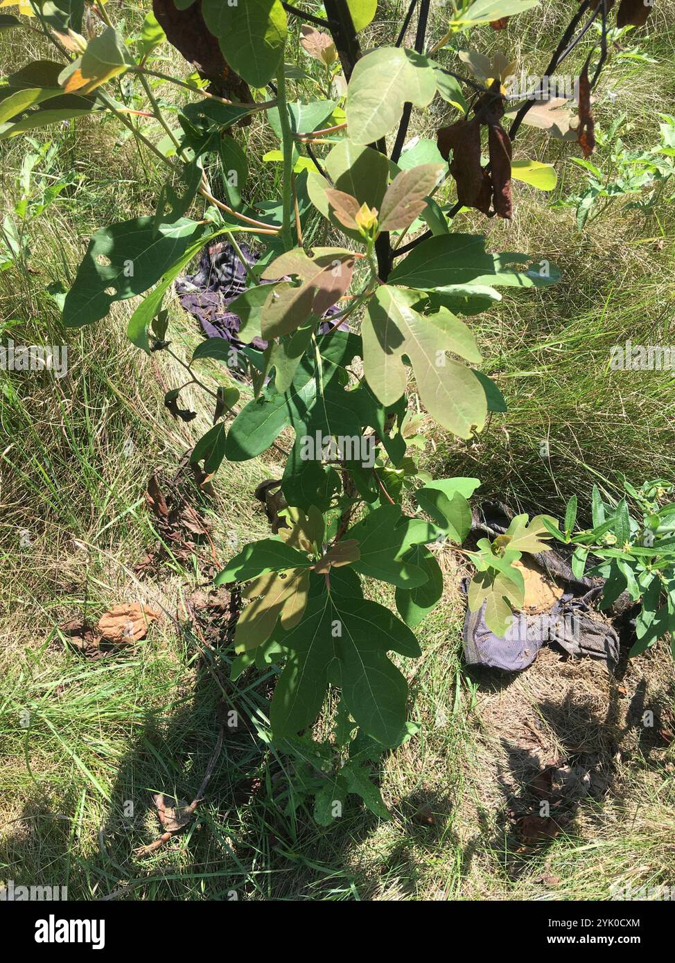 sassafras (Sassafras albidum Stock Photo - Alamy