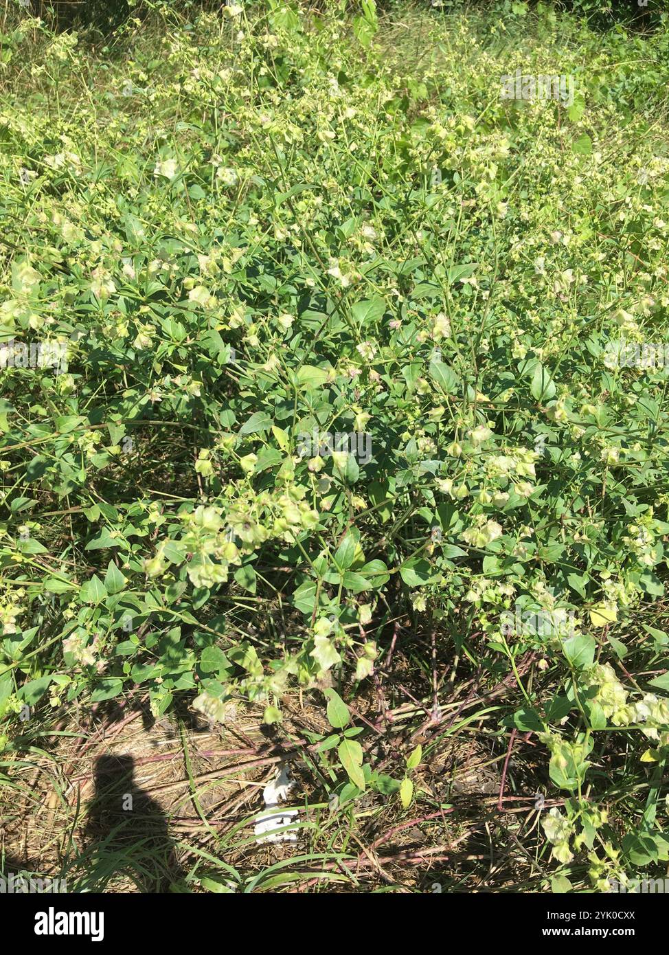 Wild Four o'Clock (Mirabilis nyctaginea Stock Photo - Alamy