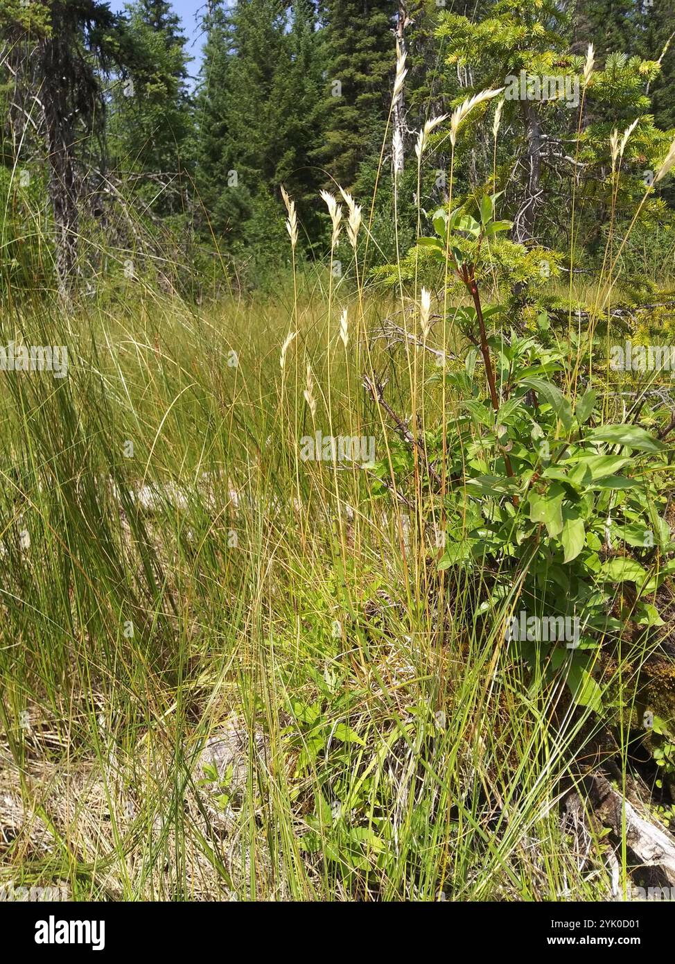 Vasey's Oatgrass (Danthonia intermedia Stock Photo - Alamy