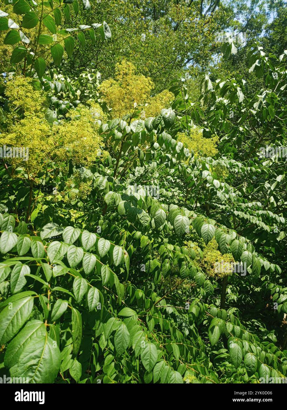 devil's walkingstick (Aralia spinosa Stock Photo - Alamy