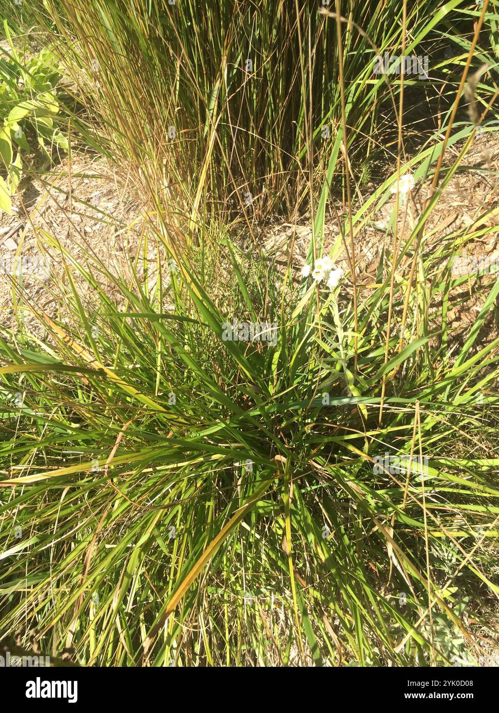 tall fescue (Lolium arundinaceum Stock Photo - Alamy