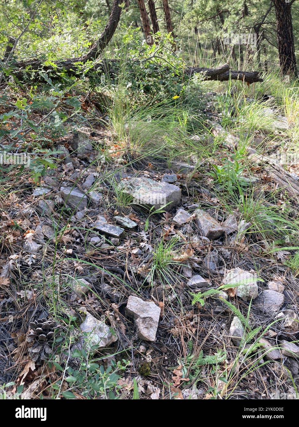 Alpine False Springparsley (Cymopterus lemmonii Stock Photo - Alamy