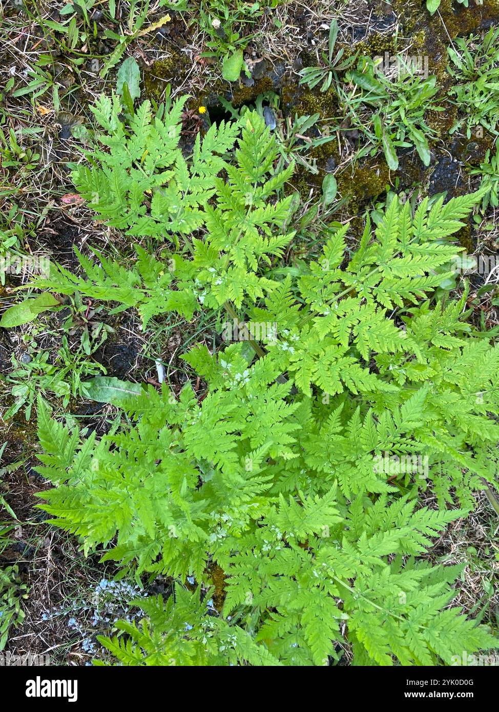 sweet cicely (Myrrhis odorata Stock Photo - Alamy