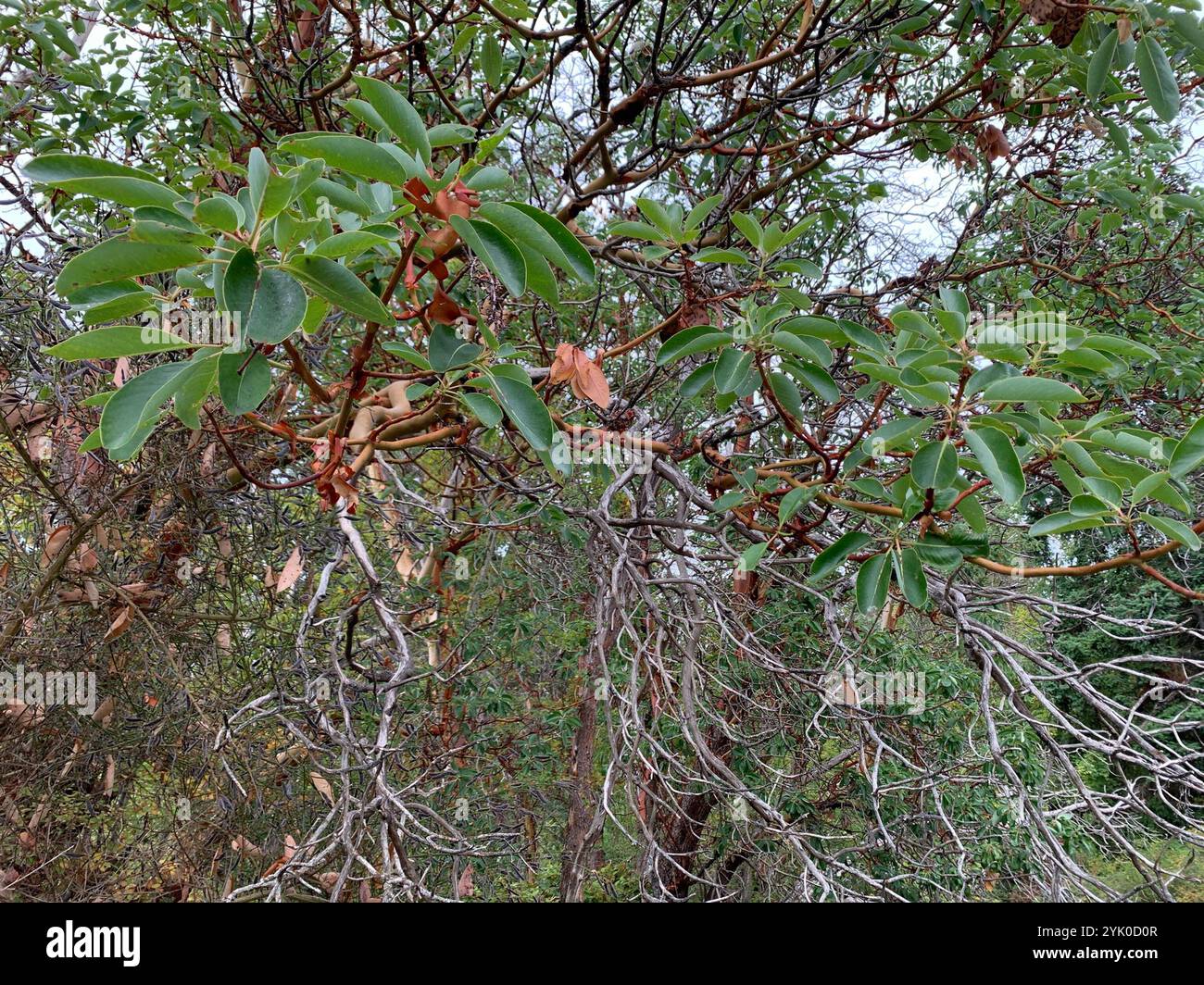 Pacific madrone (Arbutus menziesii Stock Photo - Alamy