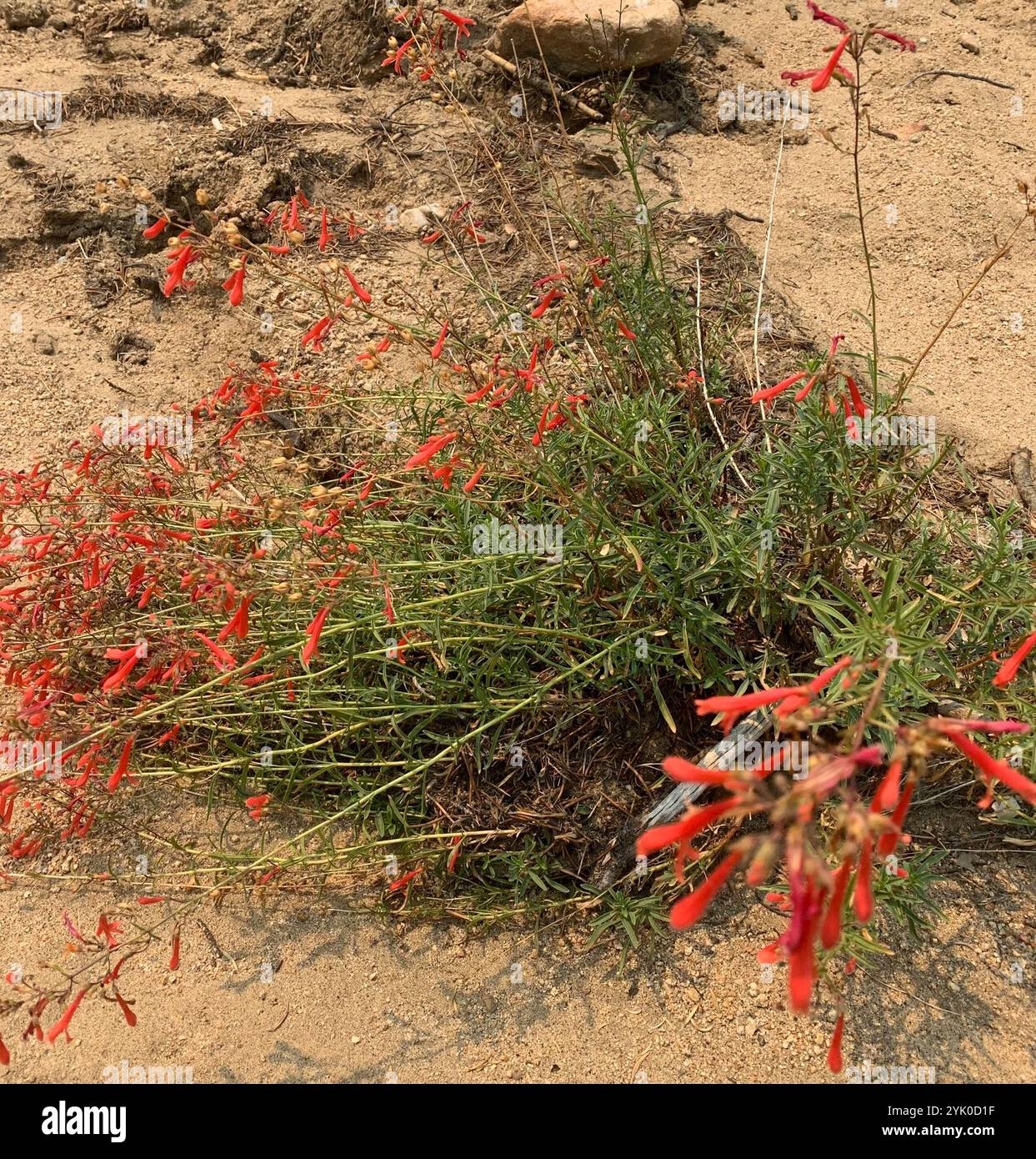 Bridges' penstemon (Penstemon rostriflorus Stock Photo - Alamy