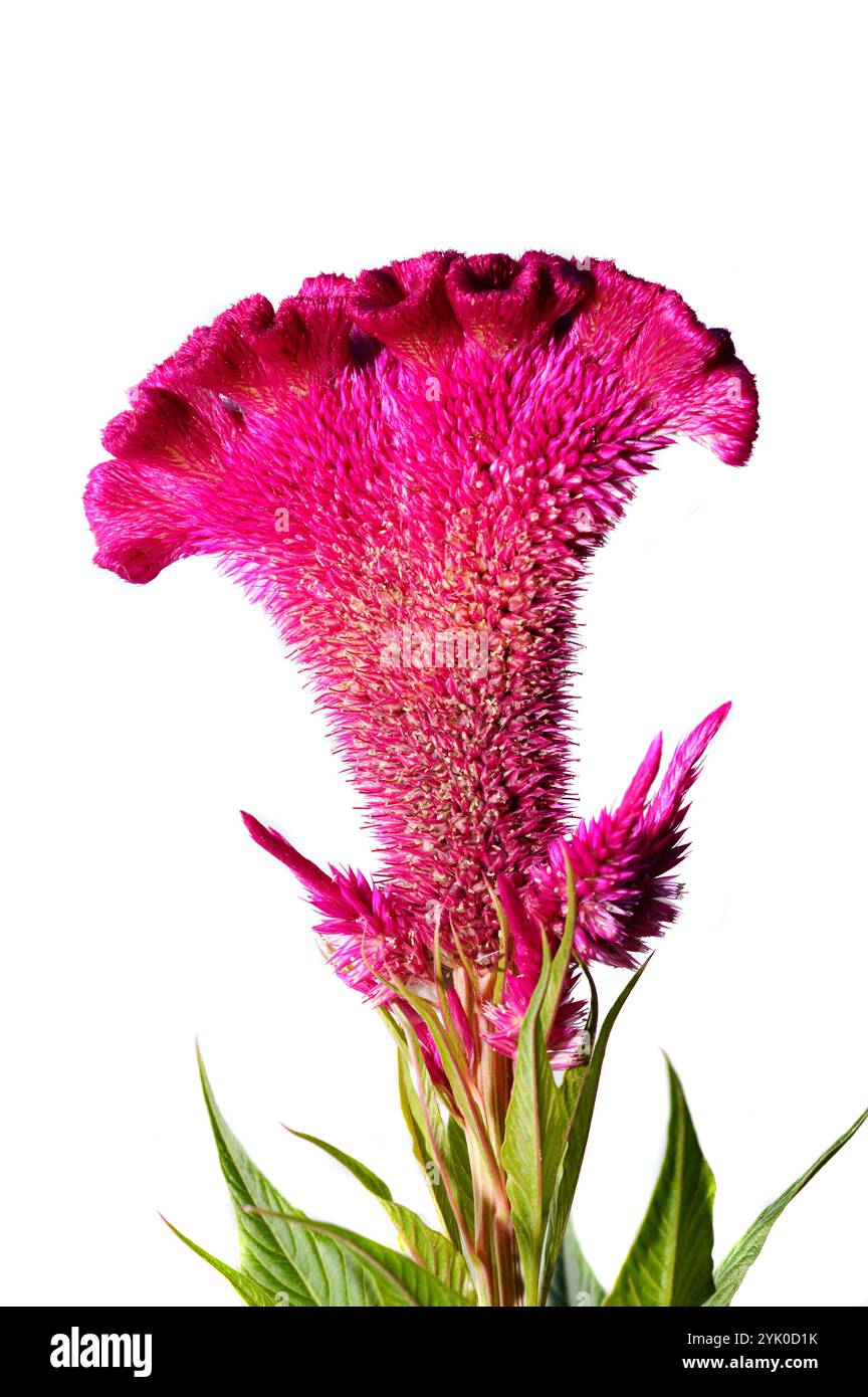 Celosia red velvet flower hi-res stock photography and images - Alamy