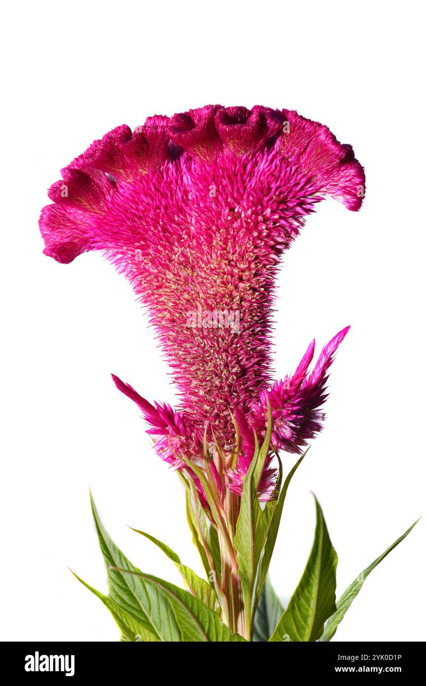 celosia or crested chicken flower Stock Photo - Alamy