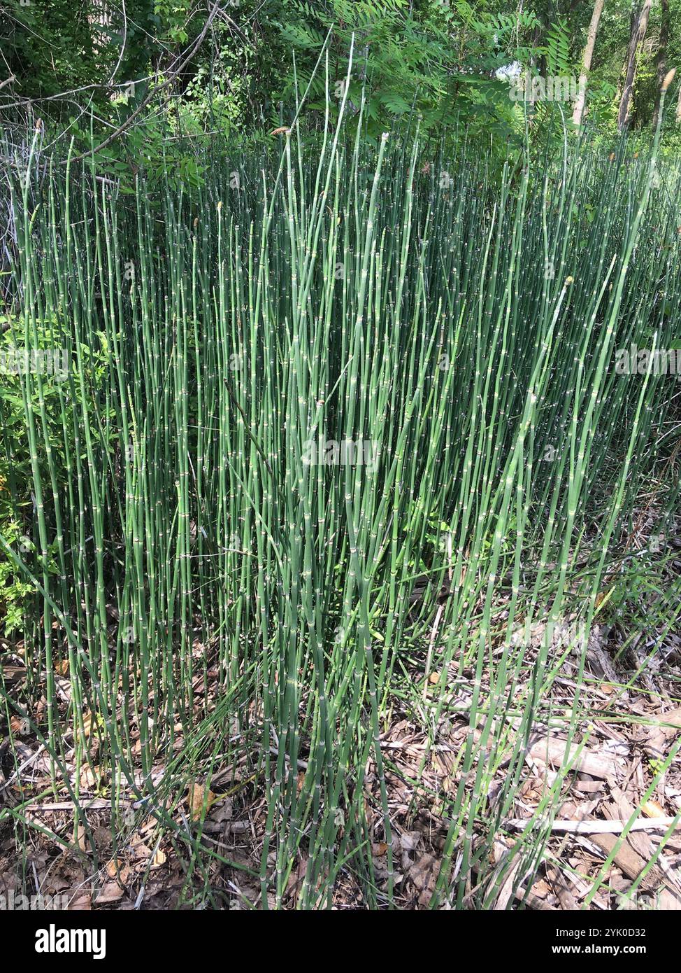 rough horsetail (Equisetum hyemale Stock Photo - Alamy