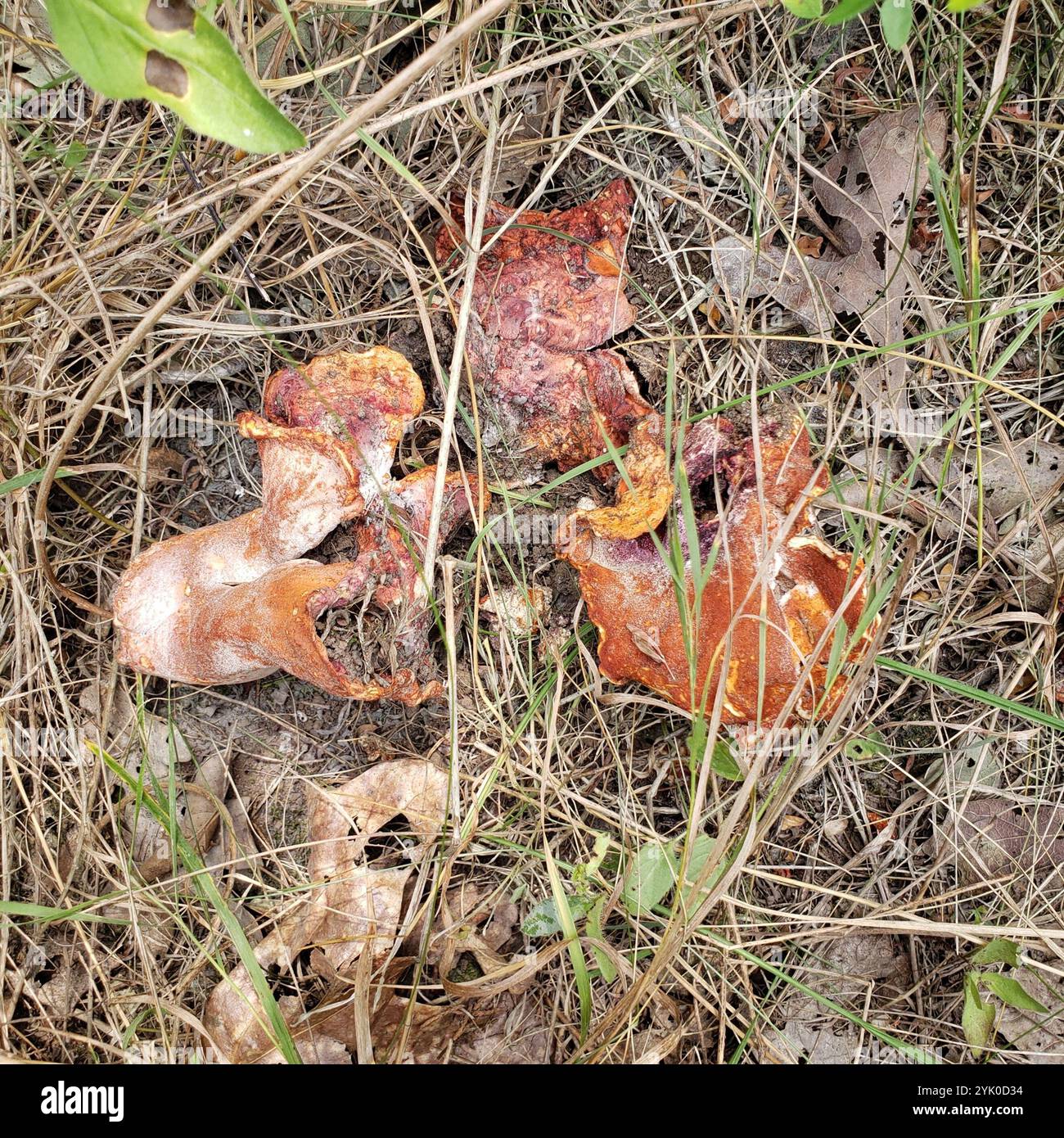 lobster mushroom (Hypomyces lactifluorum Stock Photo - Alamy