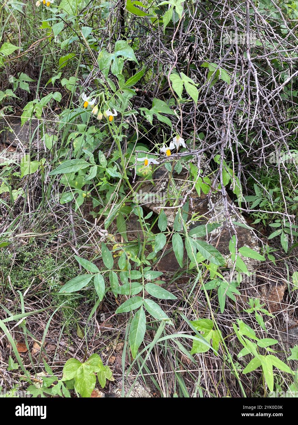 wild potato (Solanum jamesii Stock Photo - Alamy