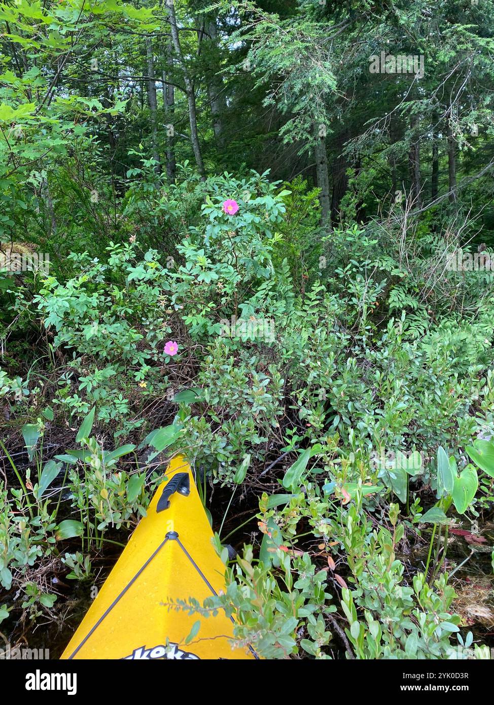 swamp rose (Rosa palustris Stock Photo - Alamy
