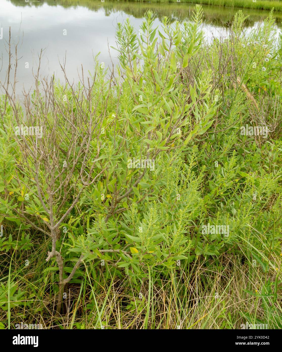 groundsel tree (Baccharis halimifolia Stock Photo - Alamy