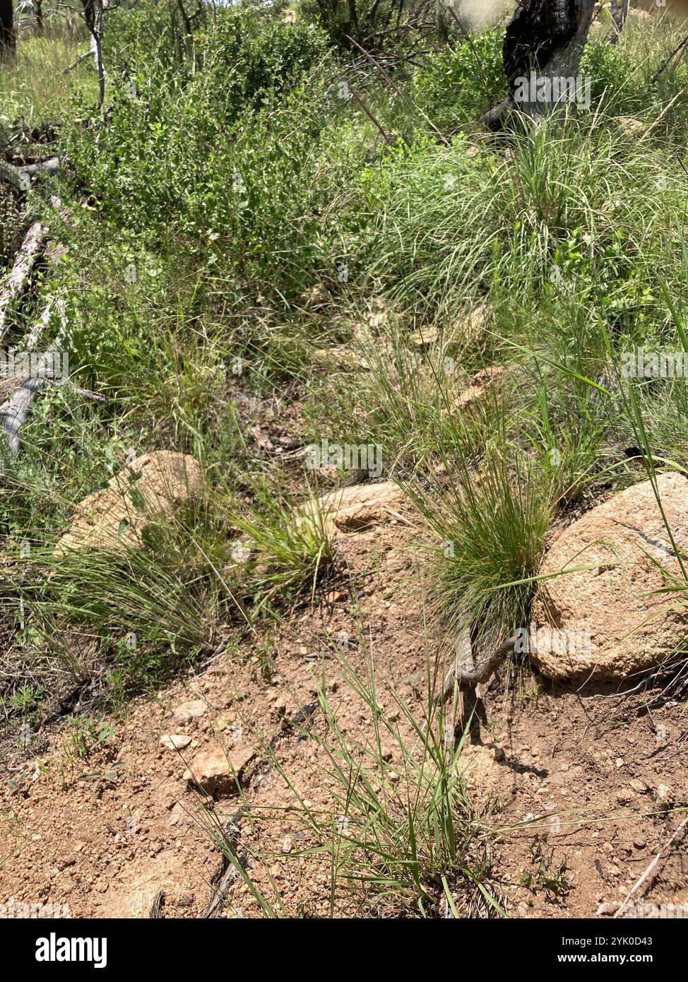 Pinyon ricegrass hi-res stock photography and images - Alamy
