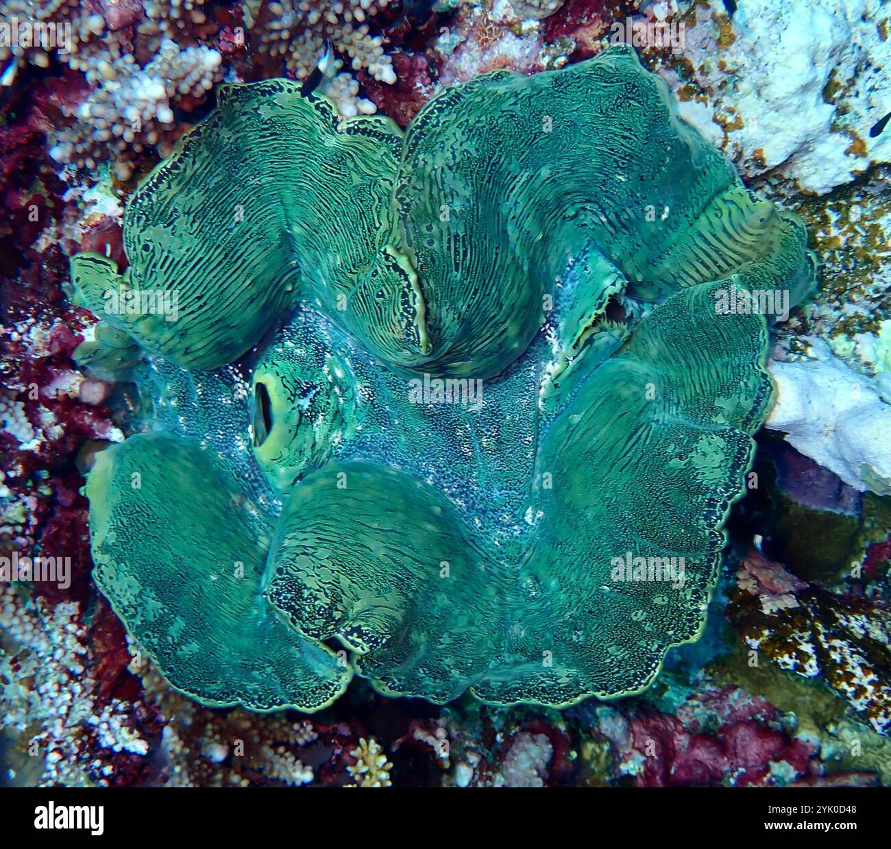 Fluted Giant Clam (Tridacna squamosa Stock Photo - Alamy