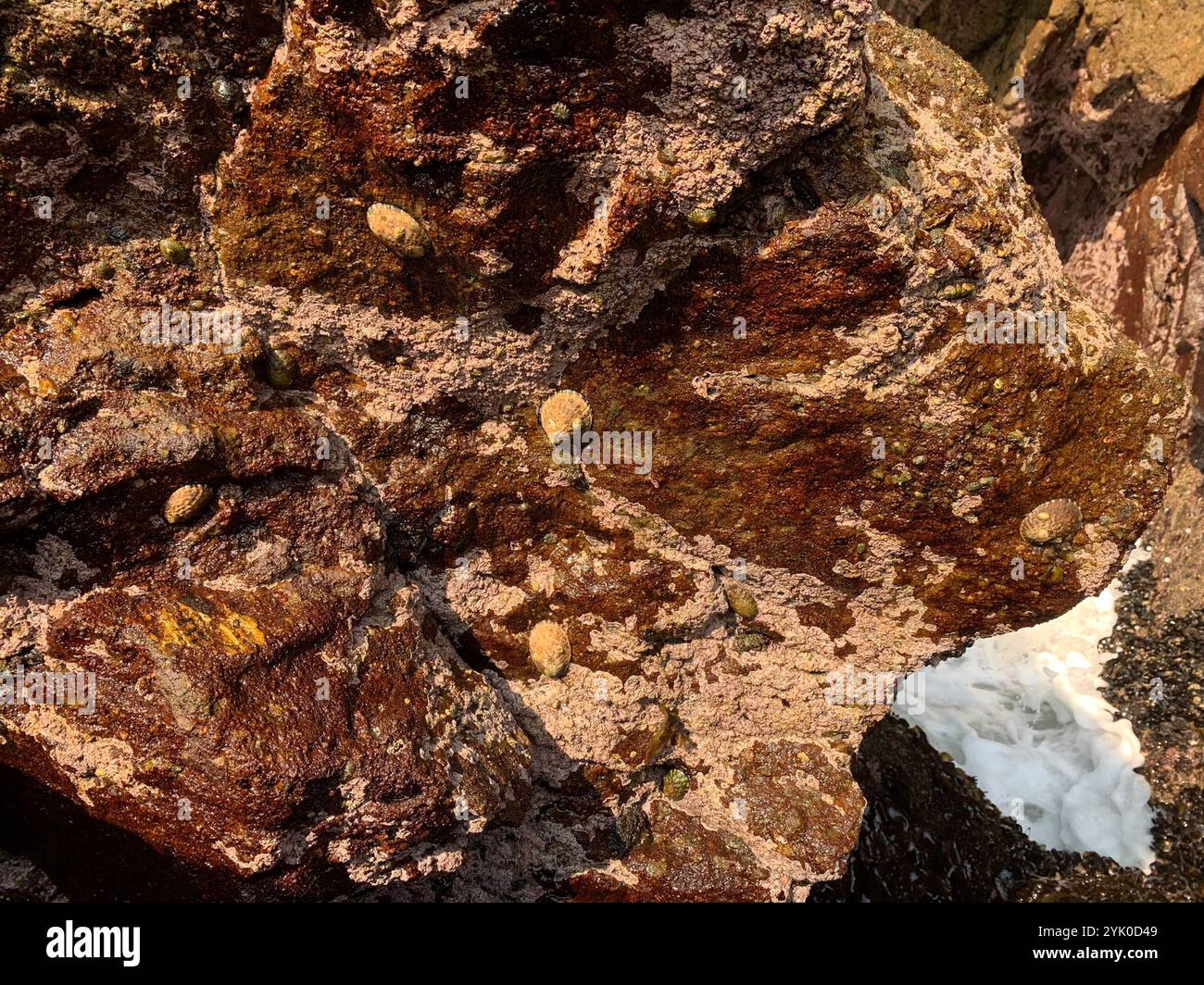 Owl Limpet (Lottia gigantea Stock Photo - Alamy