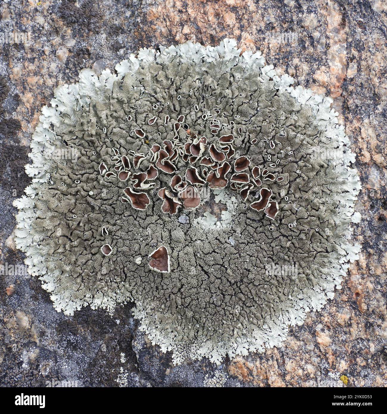 Peppered Rock-shield (Xanthoparmelia conspersa Stock Photo - Alamy
