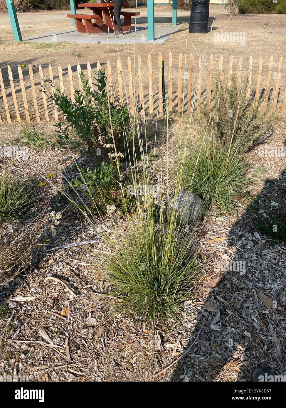 deergrass (Muhlenbergia rigens Stock Photo - Alamy