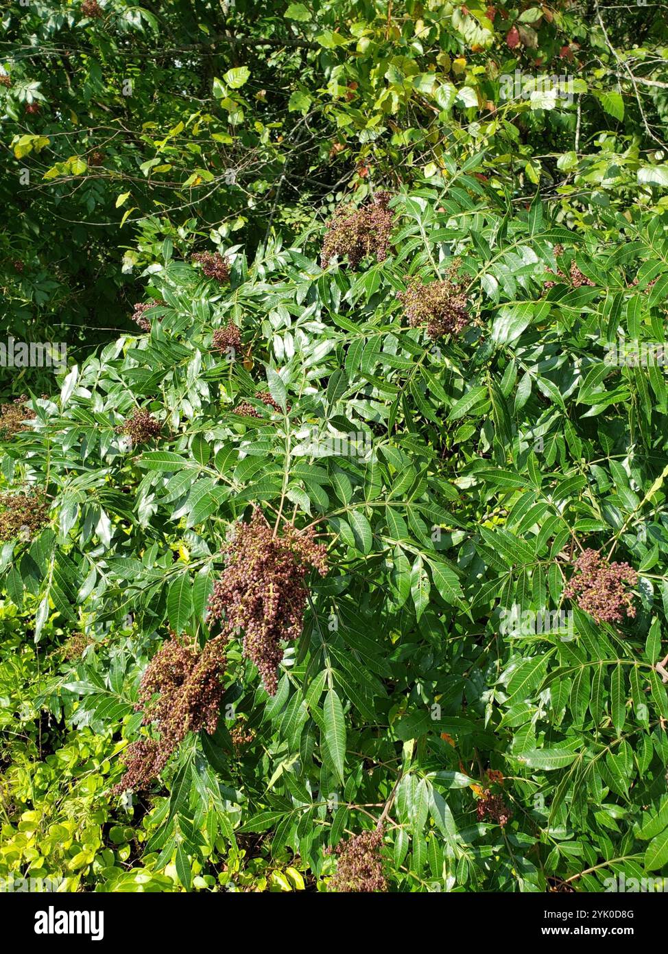 shining sumac (Rhus copallinum Stock Photo - Alamy