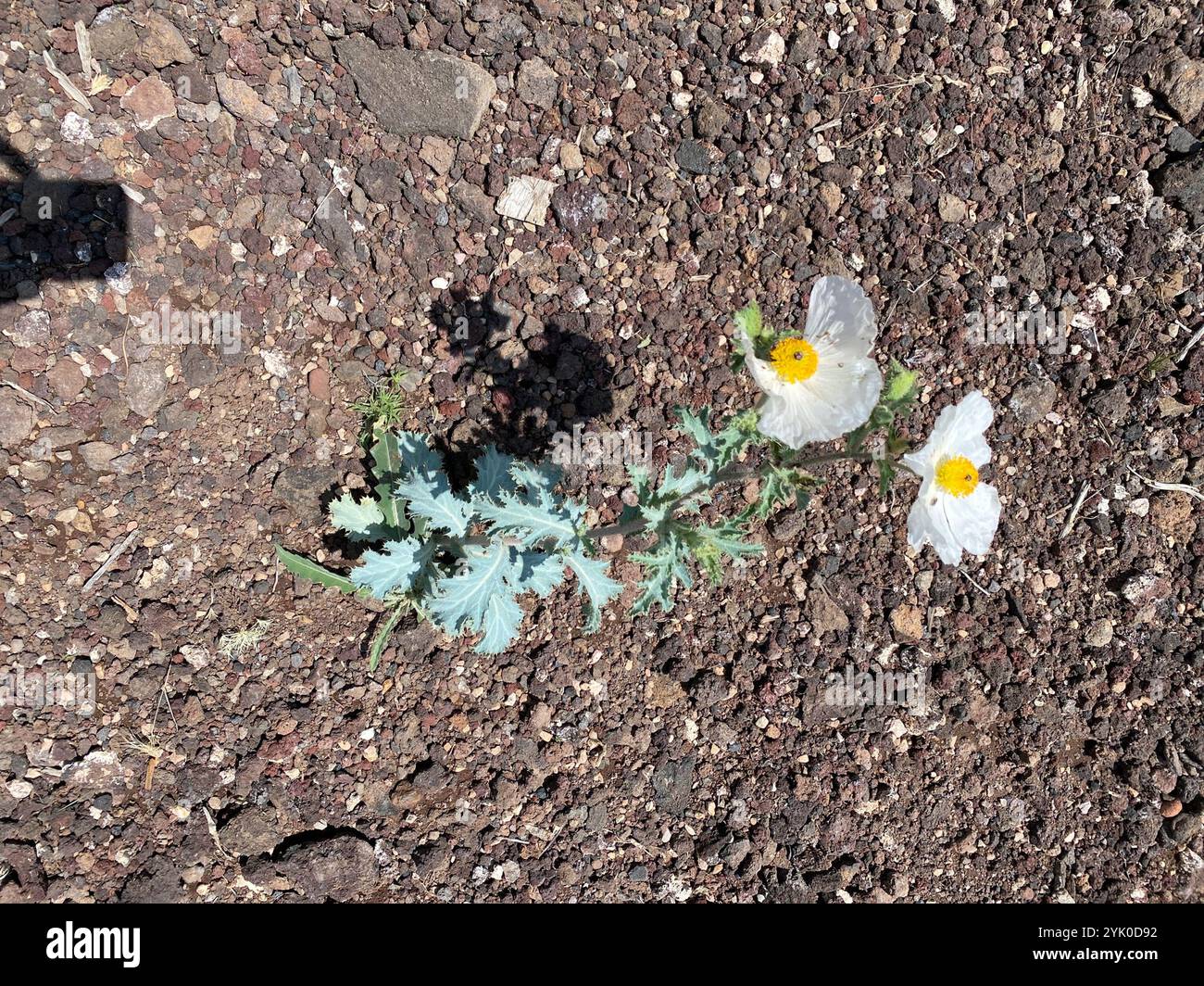 flatbud prickly poppy (Argemone munita Stock Photo - Alamy