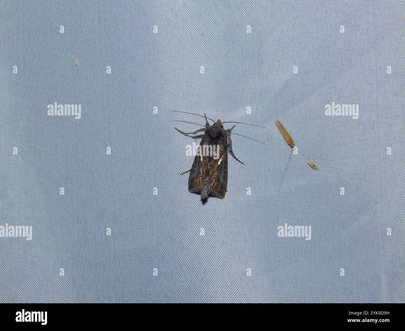 Autographa precationis hi-res stock photography and images - Alamy
