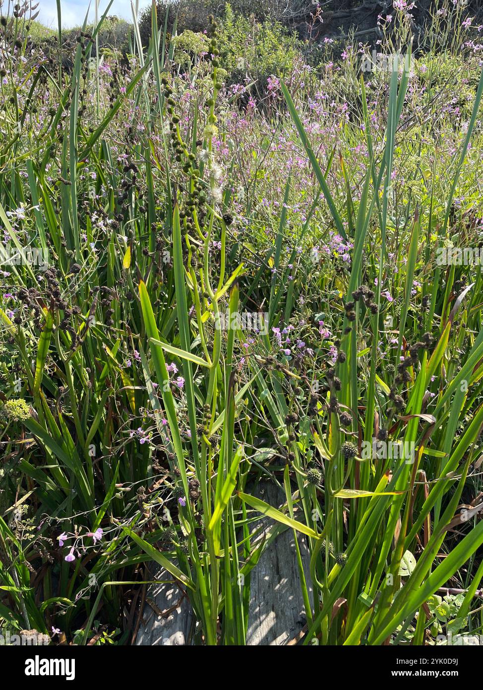 big bur-reed (Sparganium eurycarpum Stock Photo - Alamy