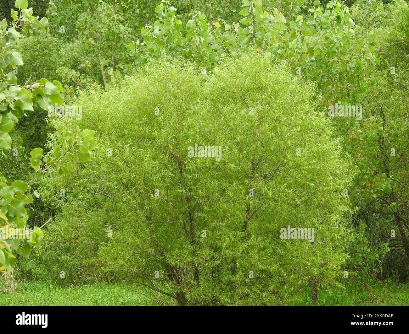 black willow (Salix nigra Stock Photo - Alamy