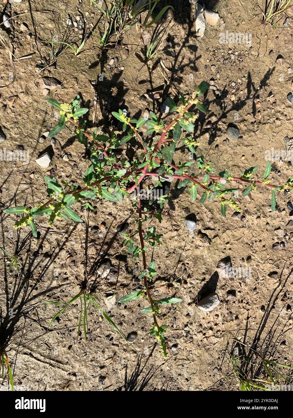 oak-leaved goosefoot (Oxybasis glauca Stock Photo - Alamy