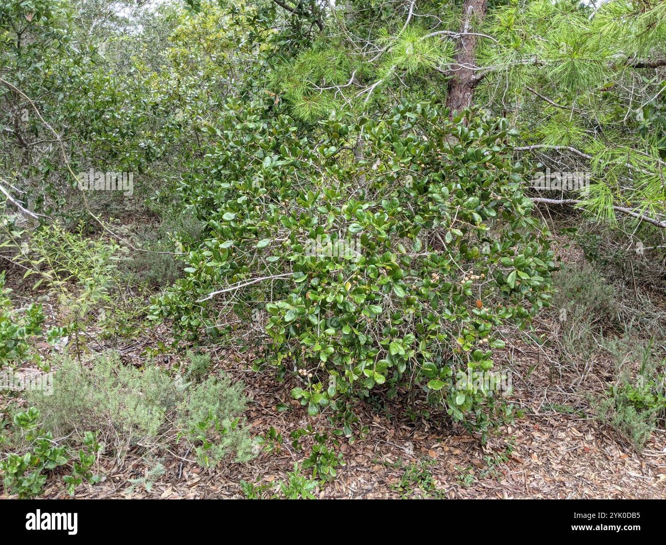 Myrtle Oak (Quercus myrtifolia Stock Photo - Alamy