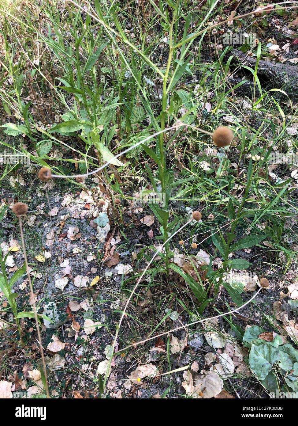 Rosilla hi-res stock photography and images - Alamy