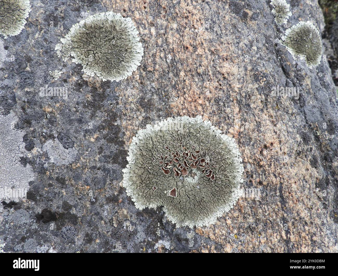 Peppered Rock-shield (Xanthoparmelia conspersa Stock Photo - Alamy